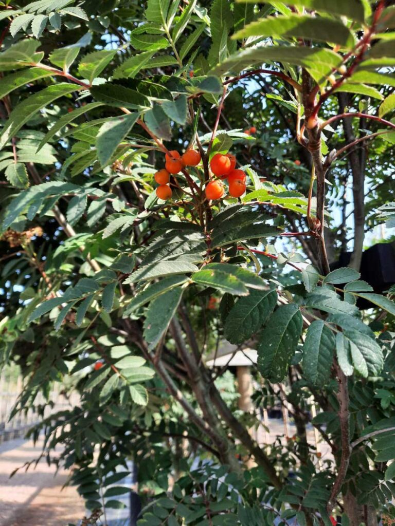 Sorbus aucuparia ‘Rudolph’s Pride’ - Stångby Plantskola