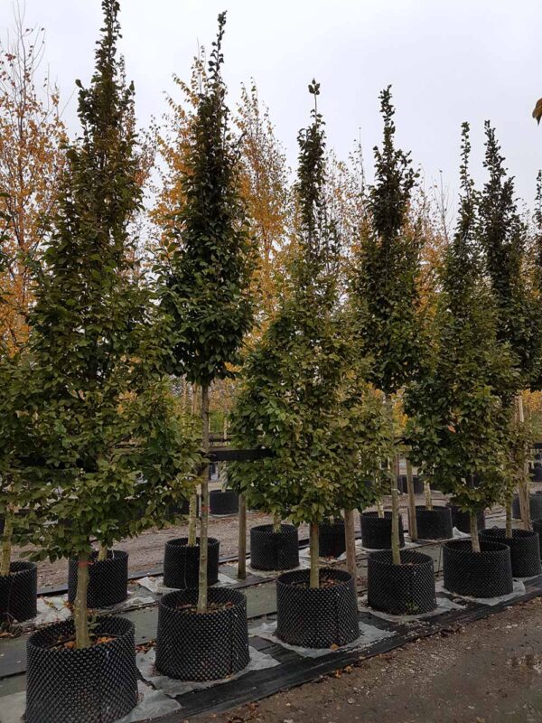 Carpinus betulus ‘Lucas’ - Pelaravenbok - Stångby Plantskola